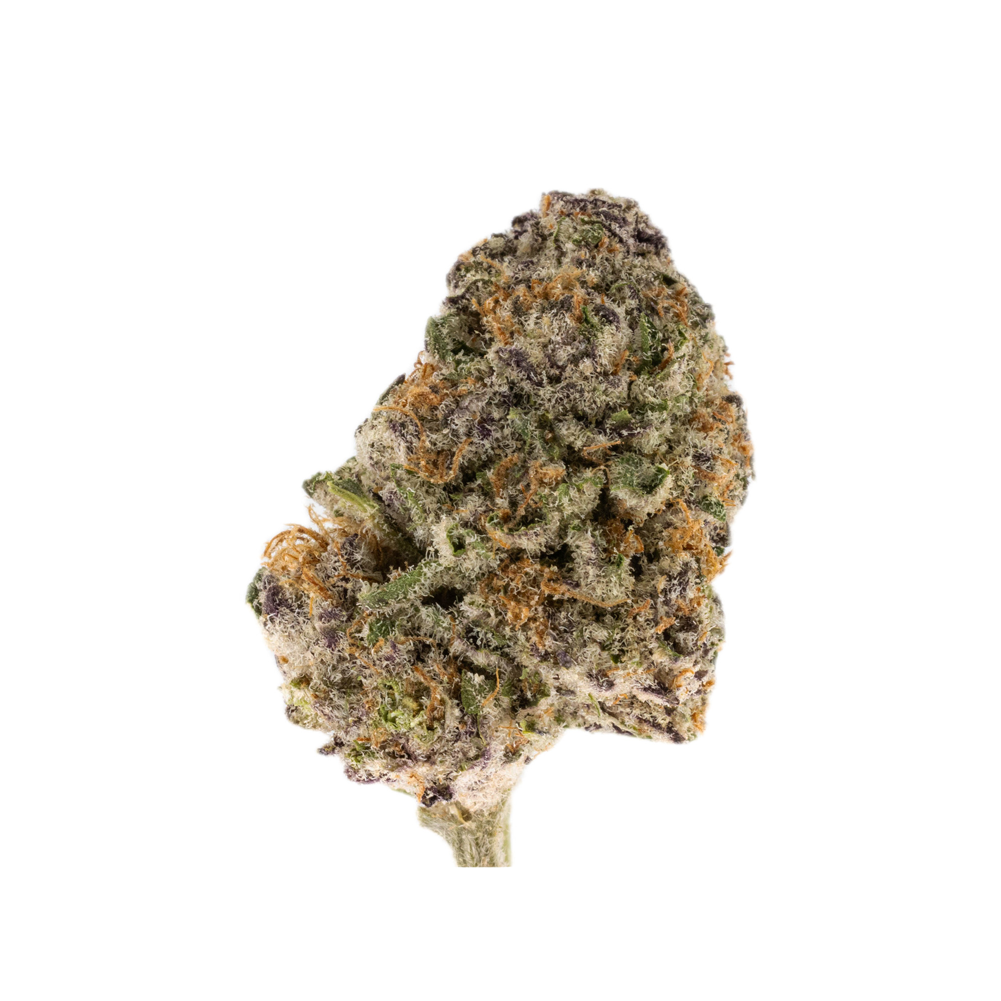 Purple Gushers THCa Flower — Hybrid — 31.18% — Exotic