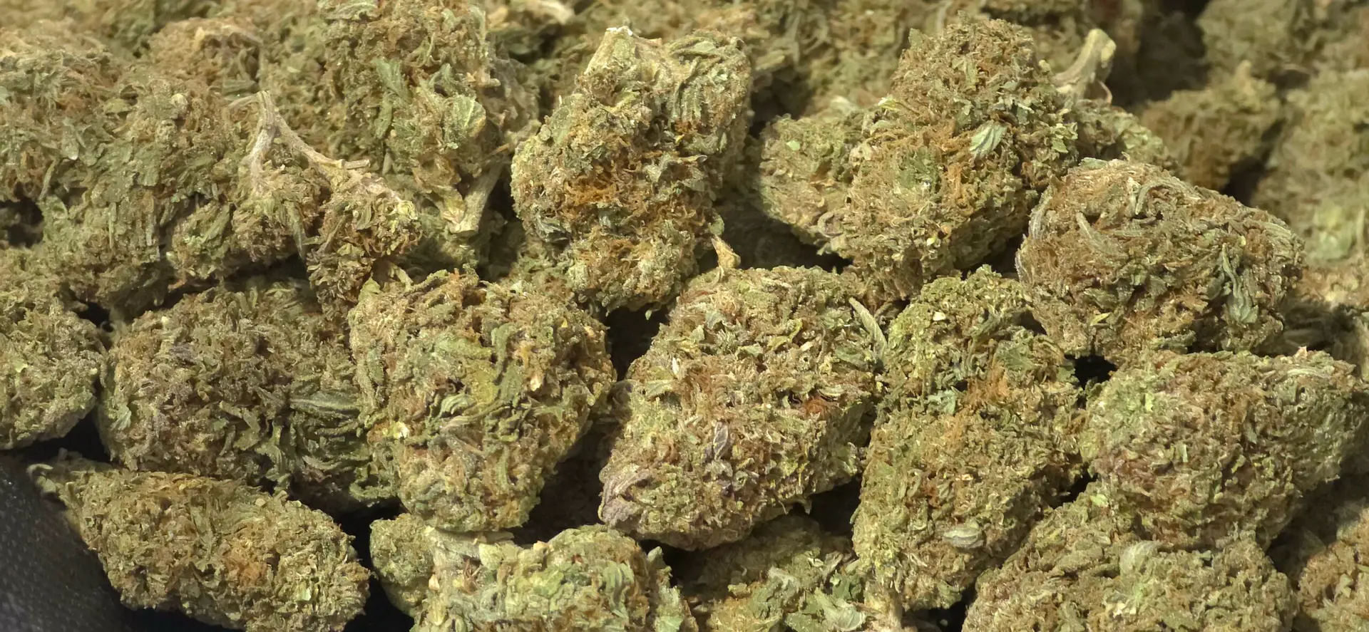 Purple Gumbo — Indica — THCa Flower — 26.65% — Light Dep